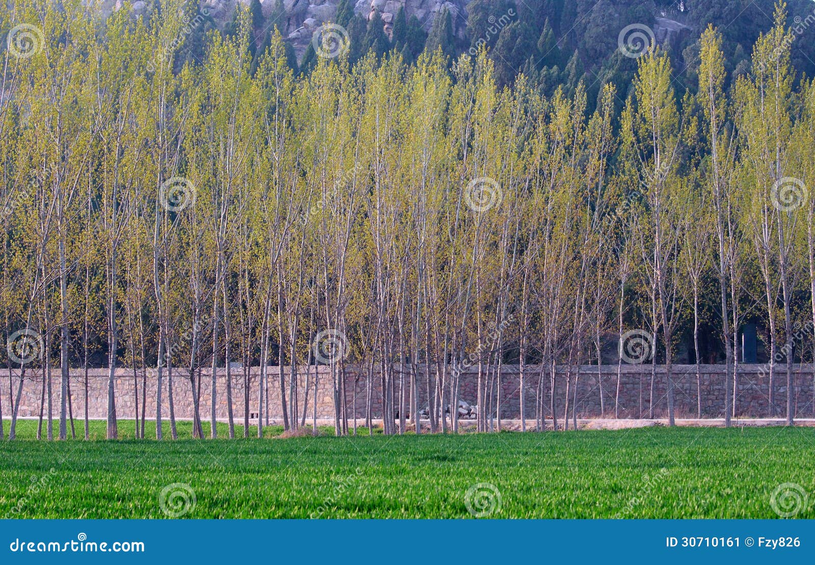 Spring field stock image. Image of little, closeup, colorful - 30710161