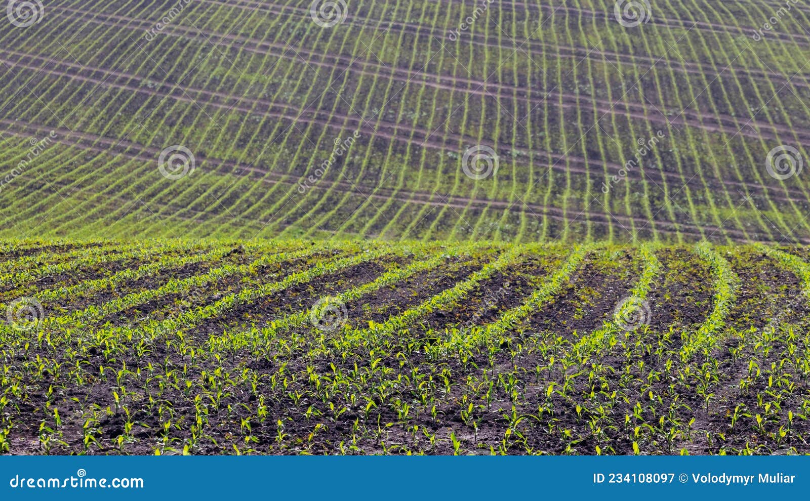Spring Field with Rows of Corn, Corn Shoots in the Field Stock Image ...