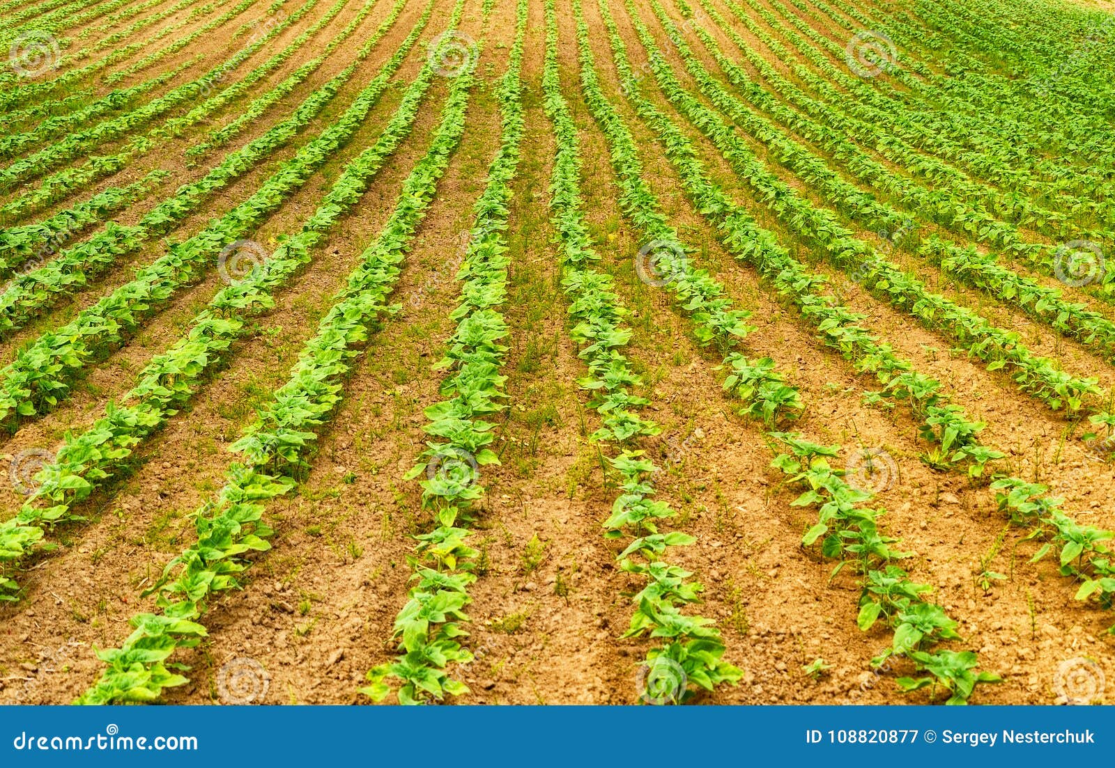Field. Rows of Sprouted Agricultural Crops. Picturesque Hilly Field ...