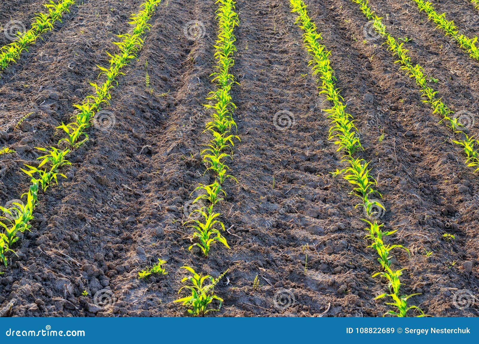 Field. Rows of Sprouted Agricultural Crops. Picturesque Hilly Field ...