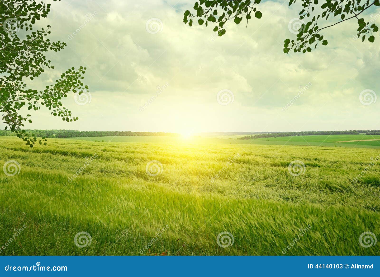Spring field stock image. Image of beautiful, blue, pasture - 44140103