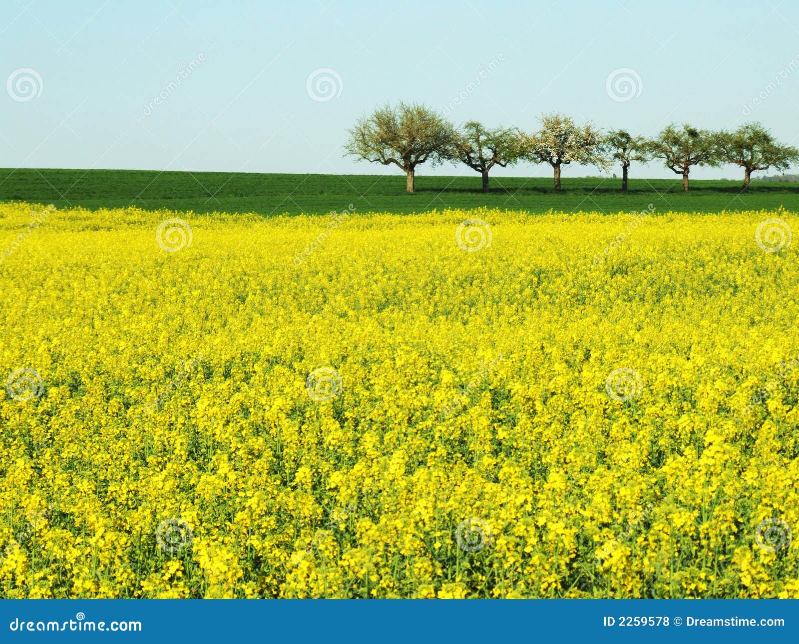 Spring Field with Trees stock photo. Image of tree, farm - 2259578