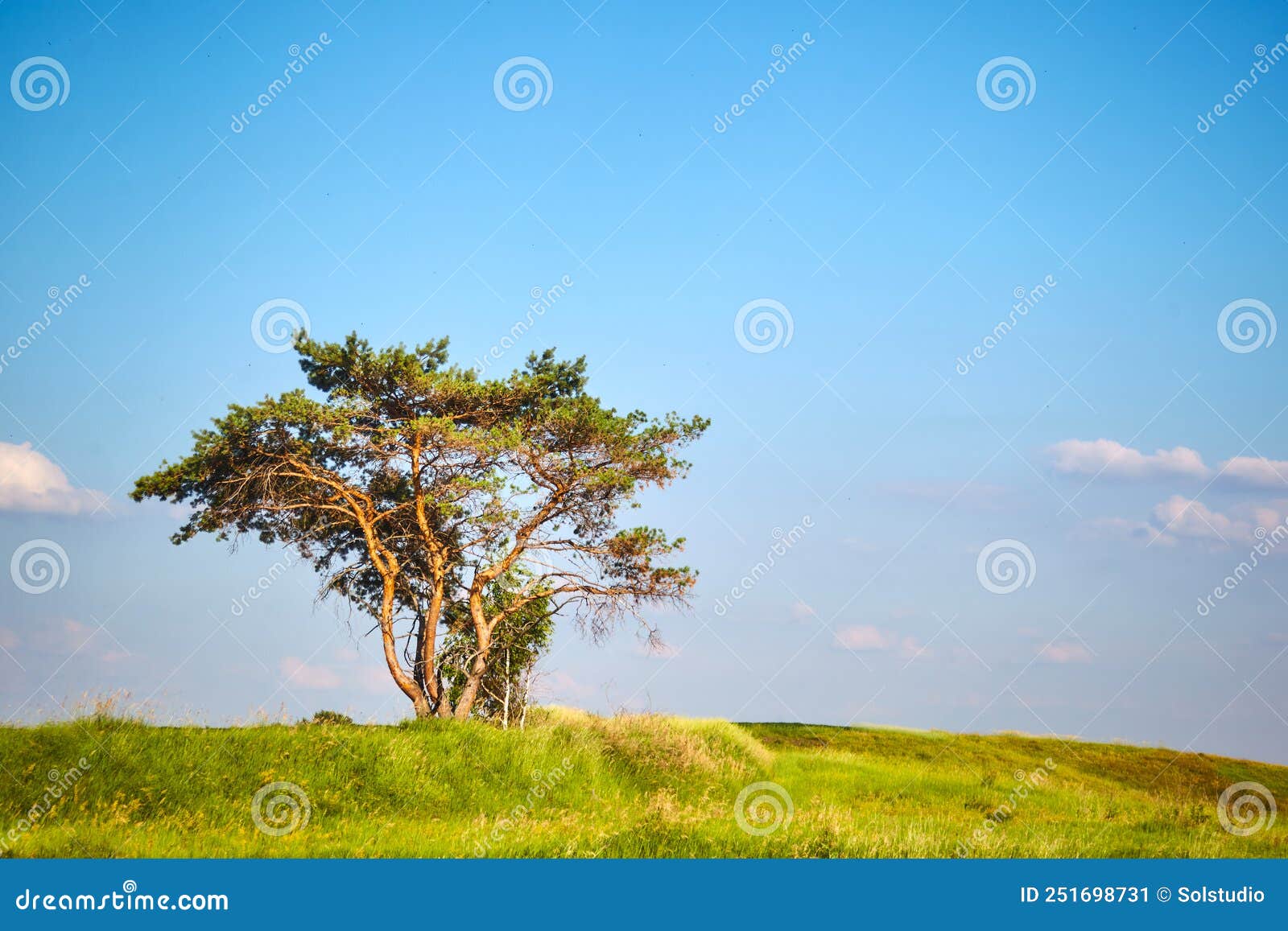 Spring field with trees stock image. Image of beauty - 251698731