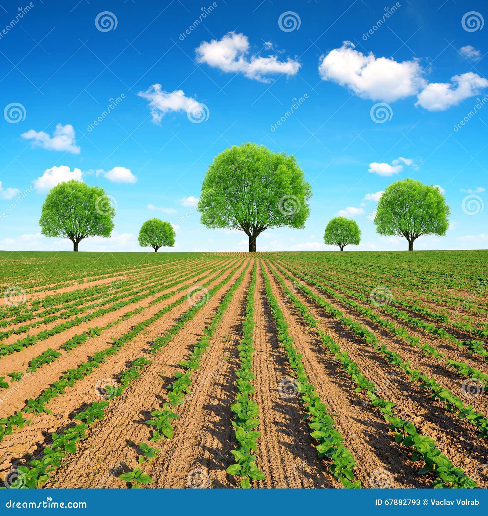 Spring field with trees stock image. Image of crop, line - 67882793