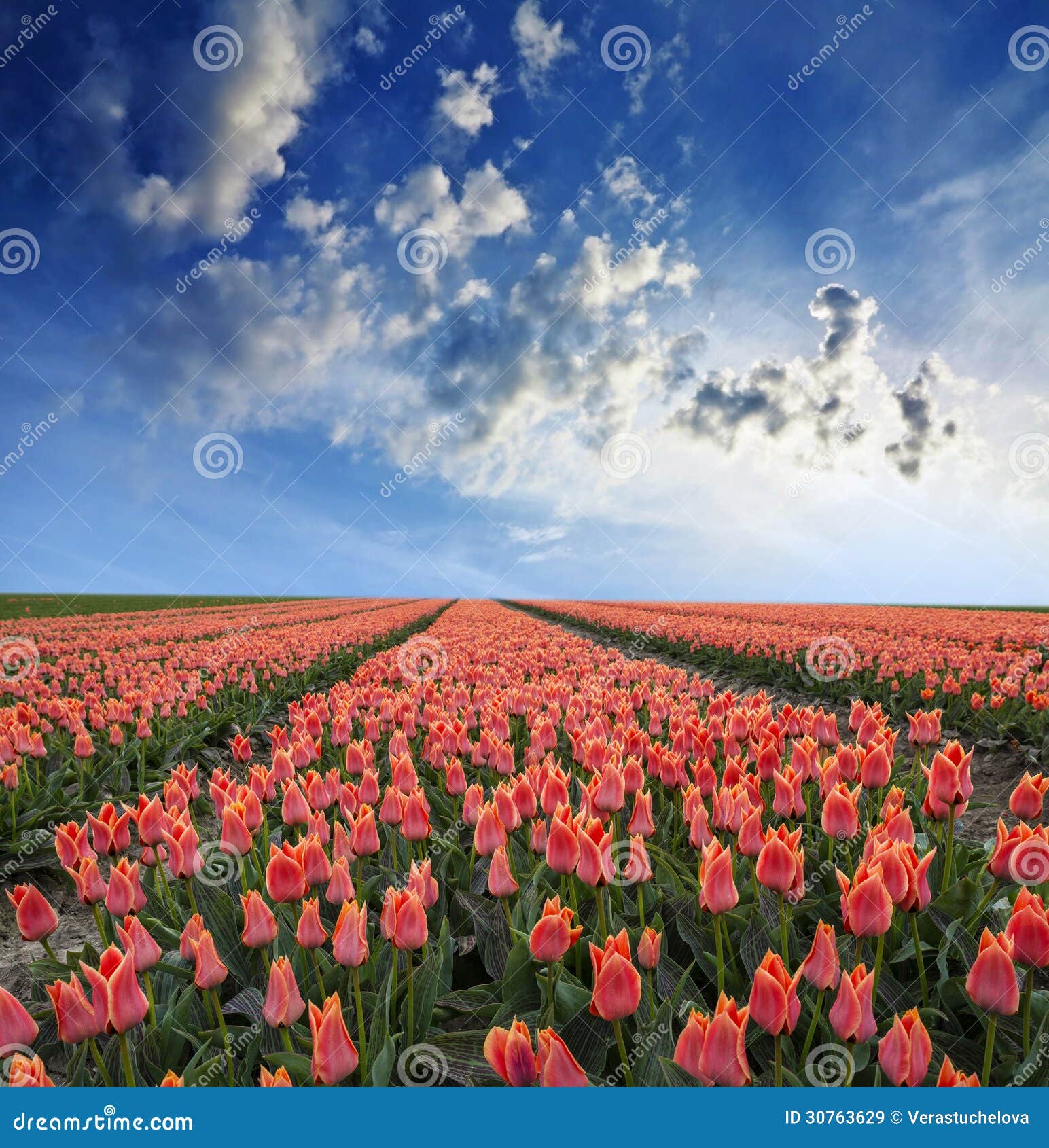 A spring field with tulips stock image. Image of seasonal - 30763629