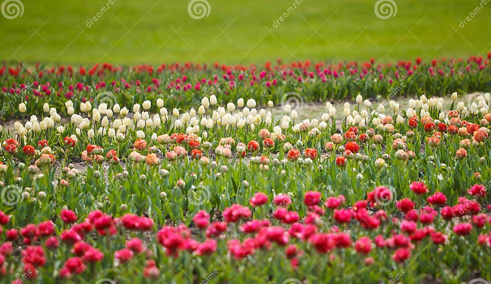Spring field of tulips stock image. Image of meadow - 251698559