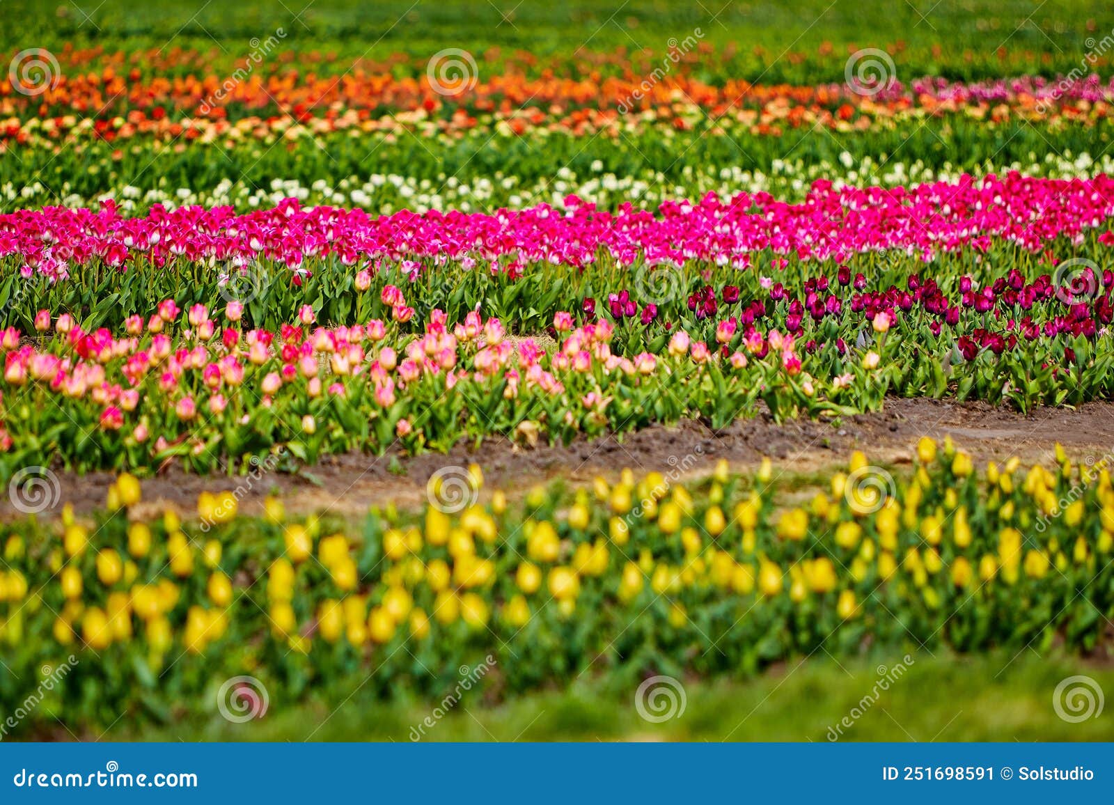 Spring field of tulips stock image. Image of blossom - 251698591