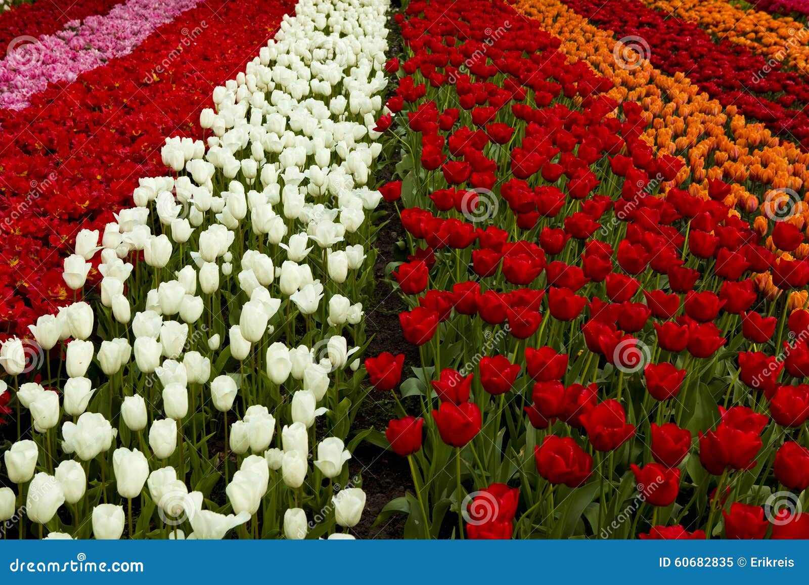 Spring field with tulips stock image. Image of colourful - 60682835