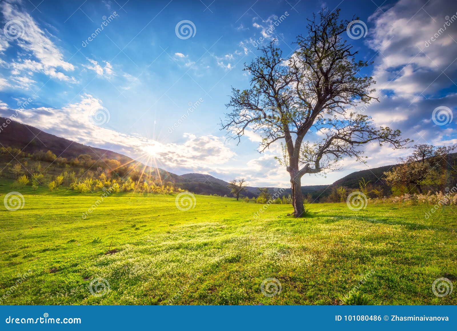 Spring field stock photo. Image of northeastern, scene - 101080486