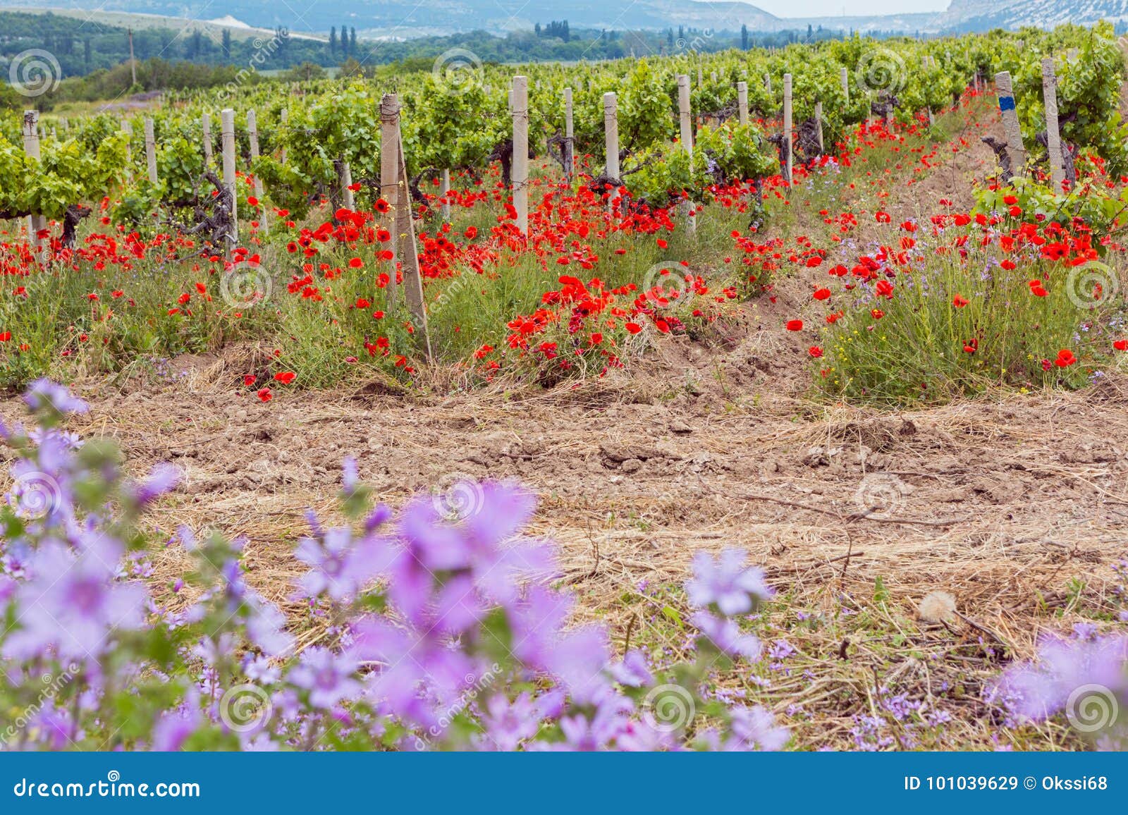 Spring field vineyards stock image. Image of plant, tourism - 101039629