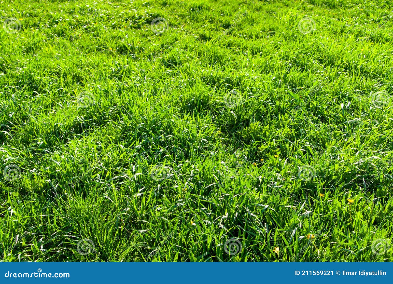 Spring Field of Winter Rye As Background Stock Image - Image of grass ...