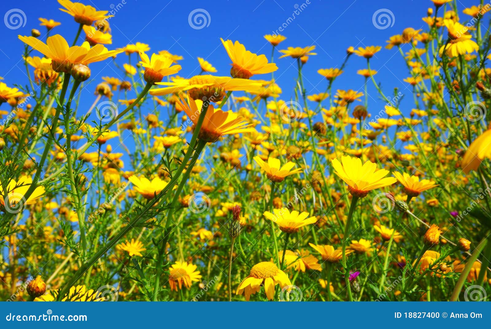 Spring Field of Yellow Daisies Stock Photo - Image of fresh, green ...