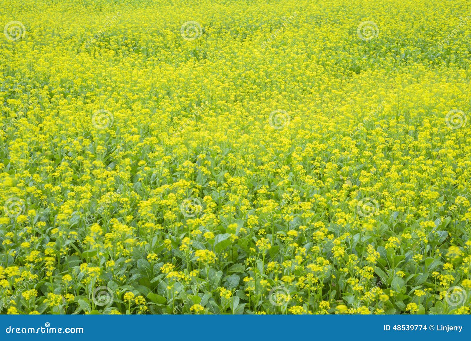 Spring Field of Yellow Flowers Stock Photo - Image of color, fresh ...