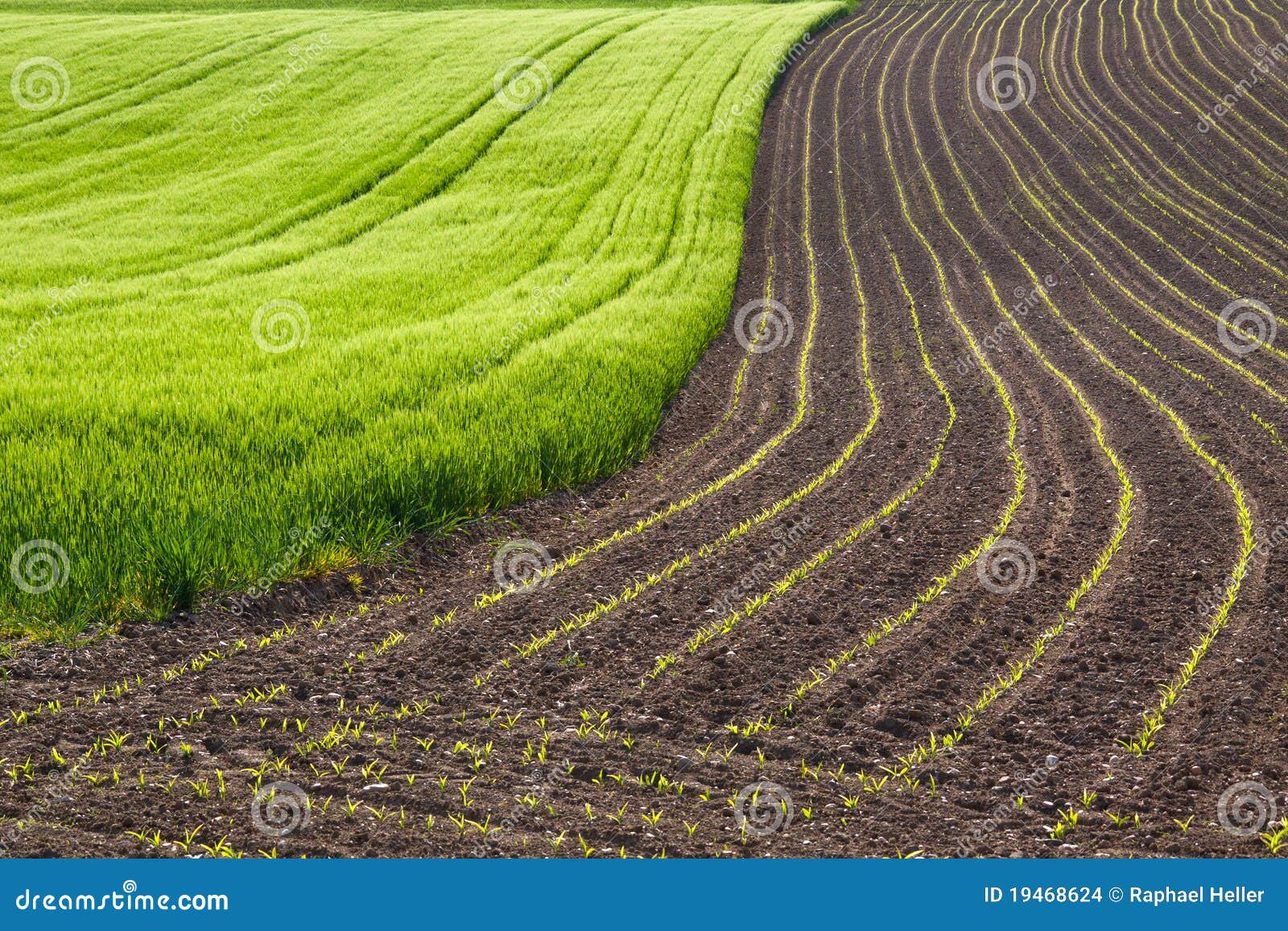 Spring in the fields stock photo. Image of fields, growth - 19468624