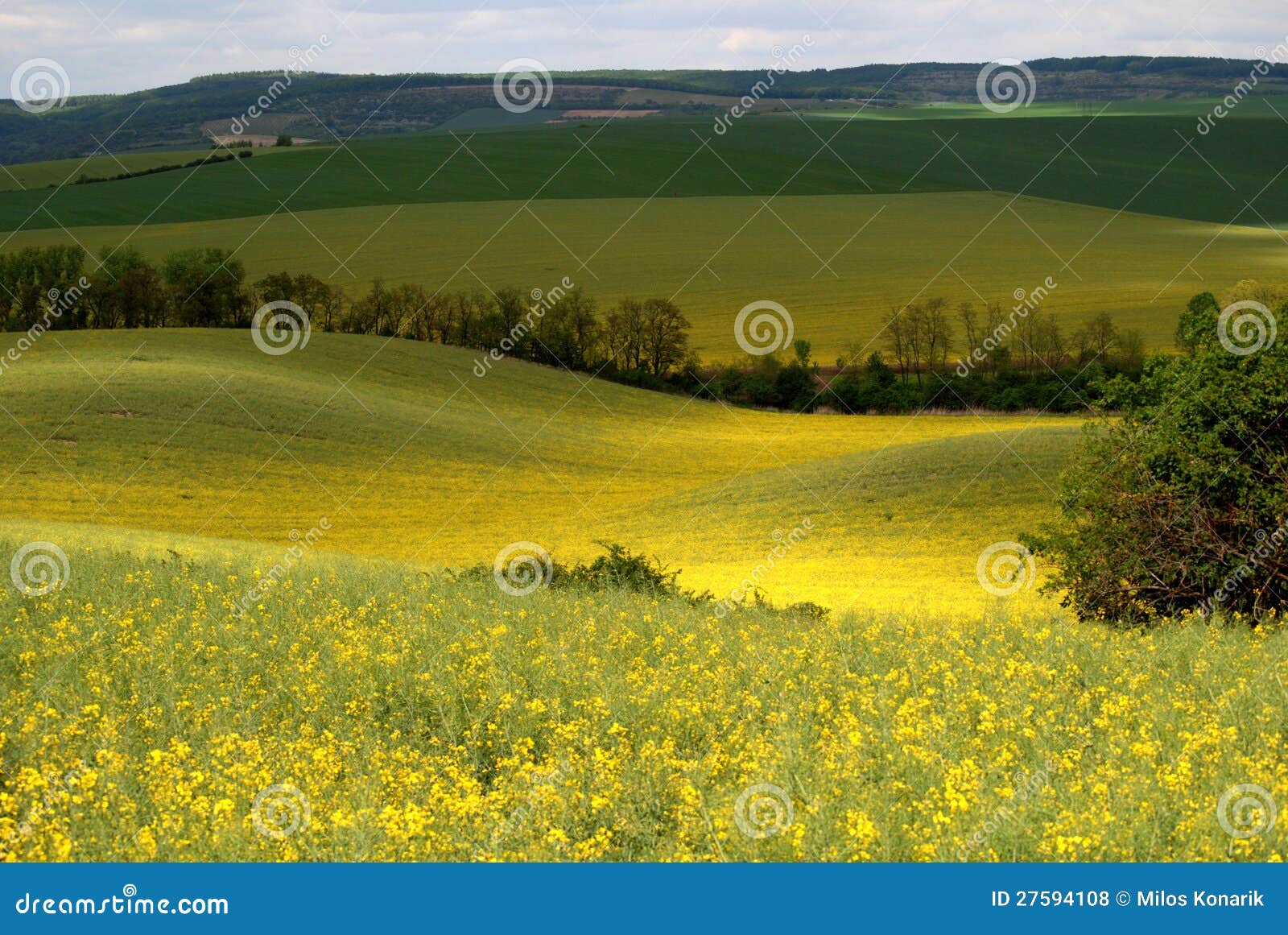 Spring fields stock photo. Image of grass, trees, moravie - 27594108
