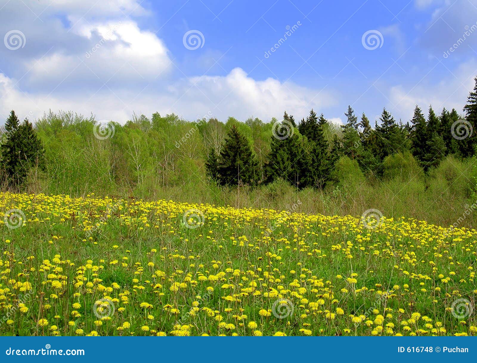 Spring fields stock photo. Image of health, grass, greens - 616748