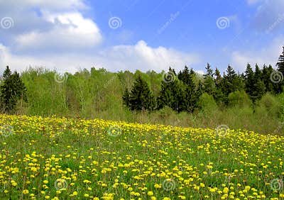 Spring fields stock photo. Image of health, grass, greens - 616748