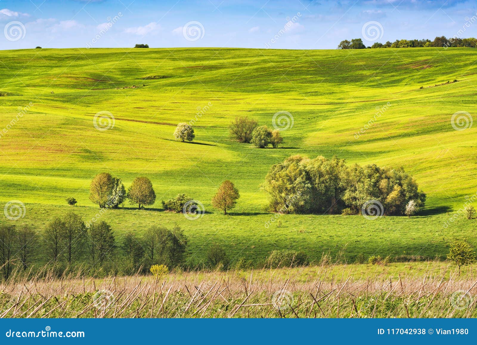Spring Fields Covered with Fresh Grass Stock Photo - Image of moravia ...