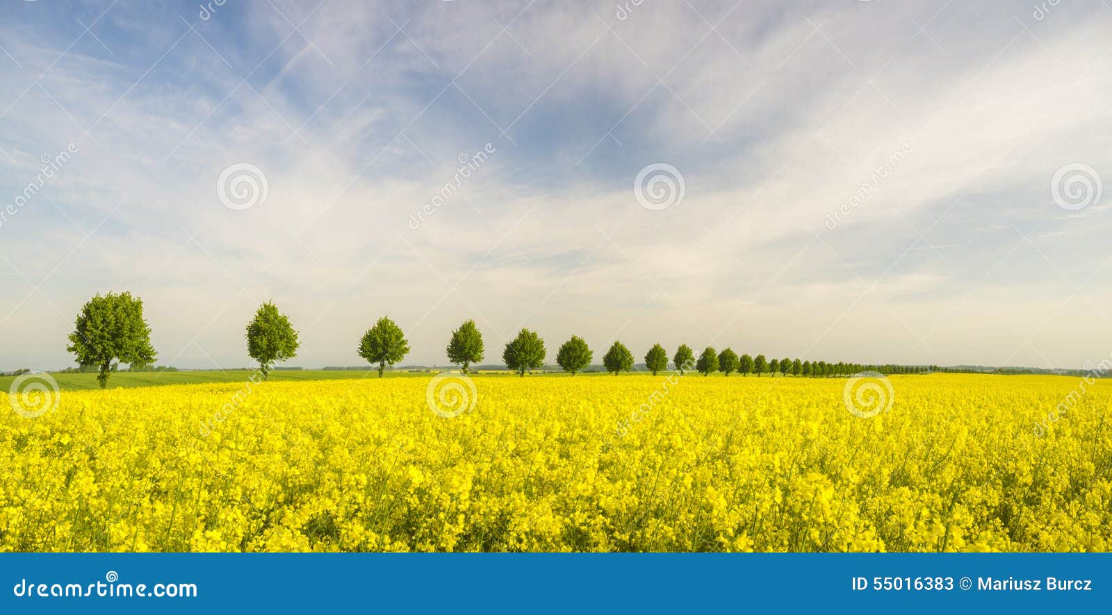 Spring fields stock image. Image of field, blue, rapeseed - 55016383