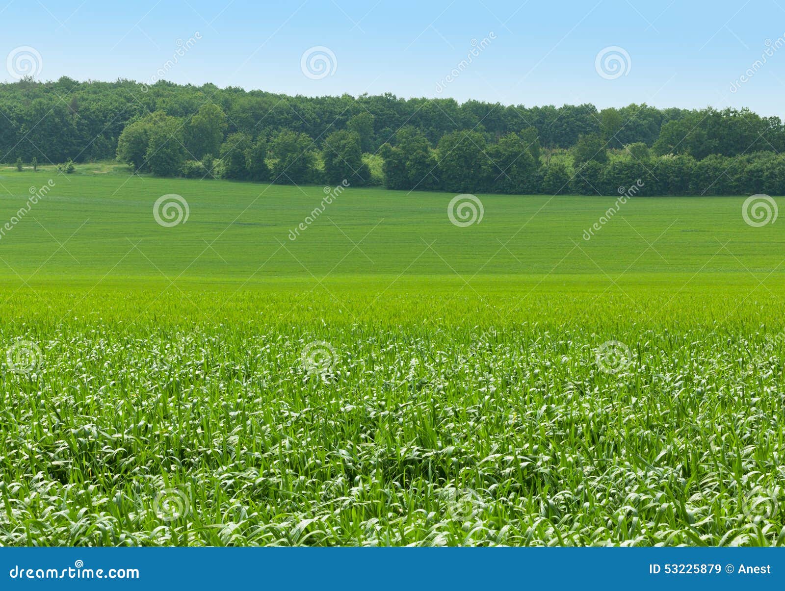 Spring fields stock image. Image of green, meadow, cultivation - 53225879