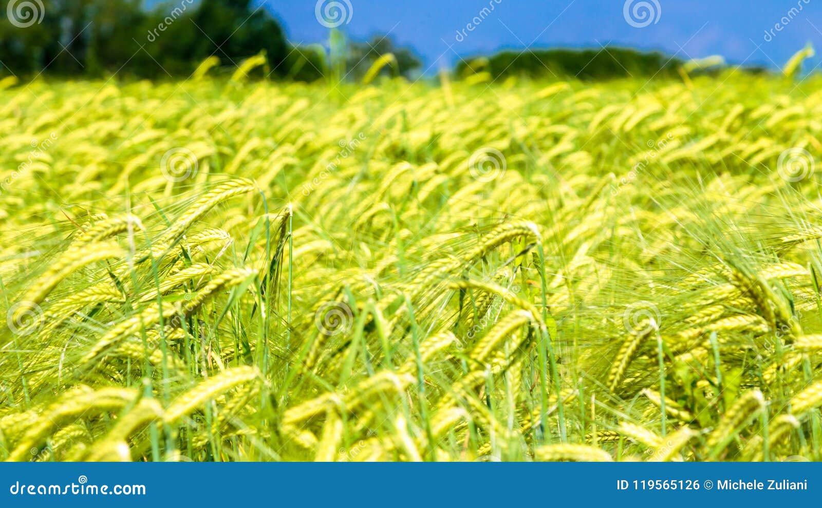 Spring in the Fields of Italy Stock Photo - Image of field, farm: 119565126