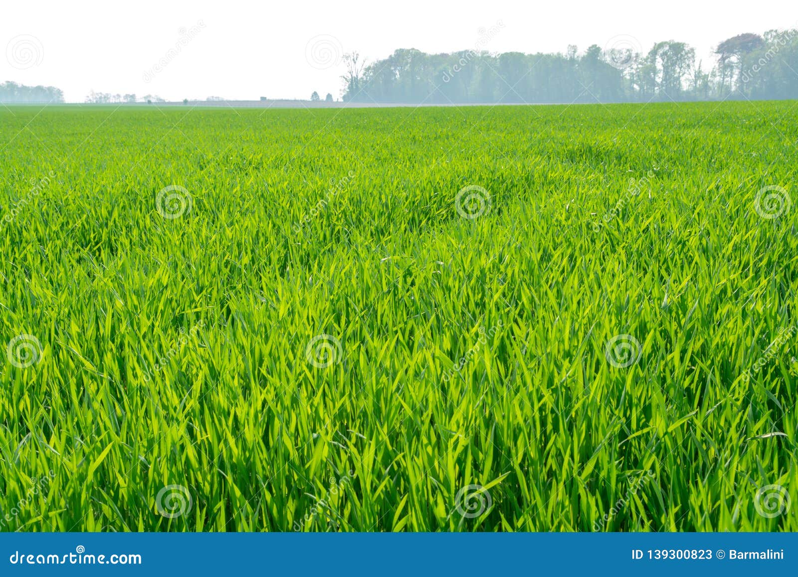 Spring Fields Panorama Landscape with Fresh Green Grass Stock Image ...
