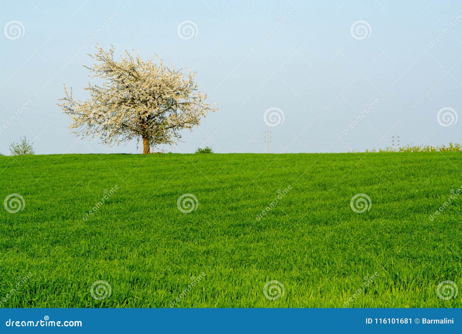 Spring Fields Panorama Landscape with Fresh Green Grass and Blossoming ...