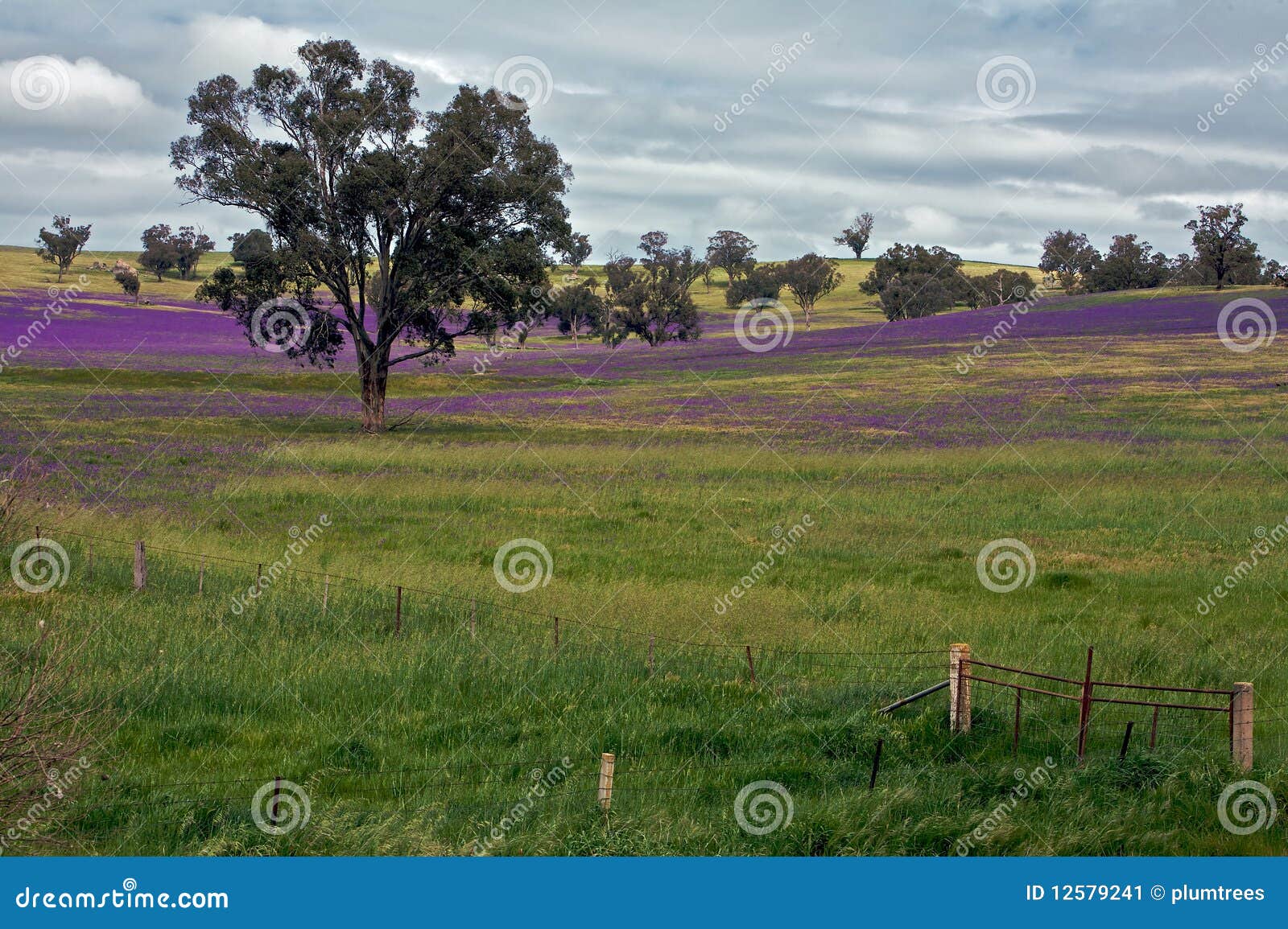 Spring Fields & Purple Flowers on a Farm Stock Image - Image of fine ...