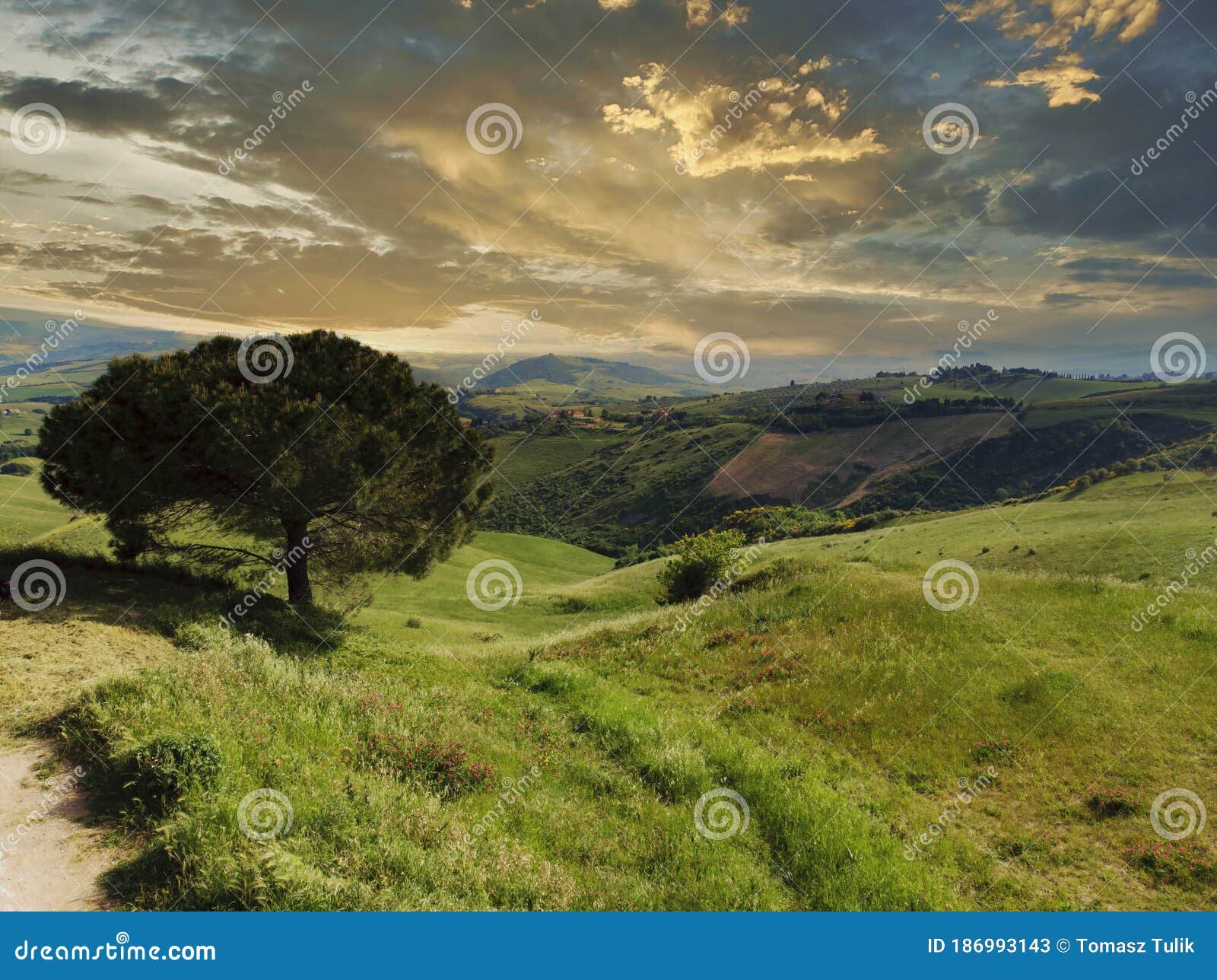 Spring in the Fields of Tuscany in the Sunset Stock Image - Image of ...