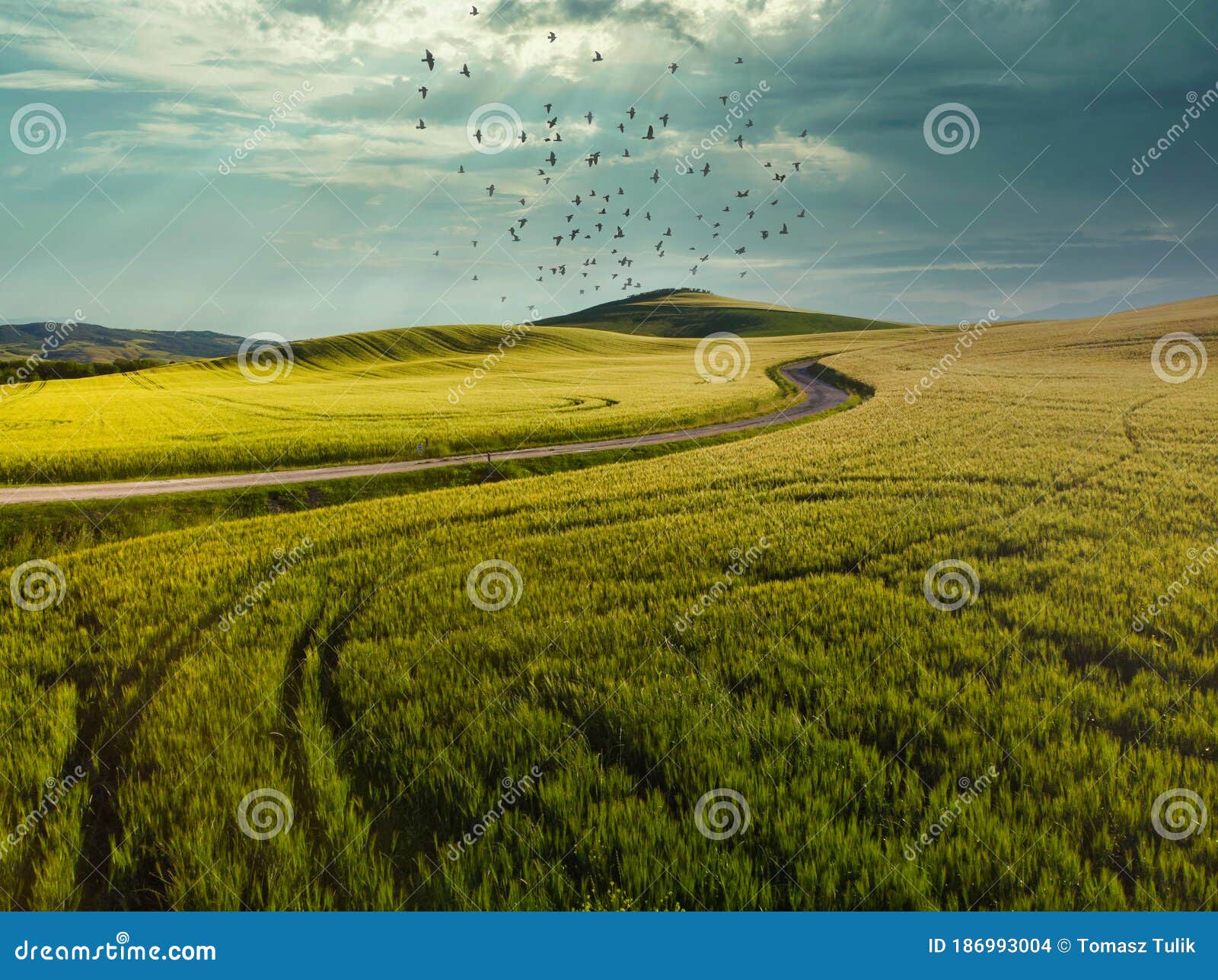 Spring in the Fields of Tuscany in the Sunset Stock Photo - Image of ...