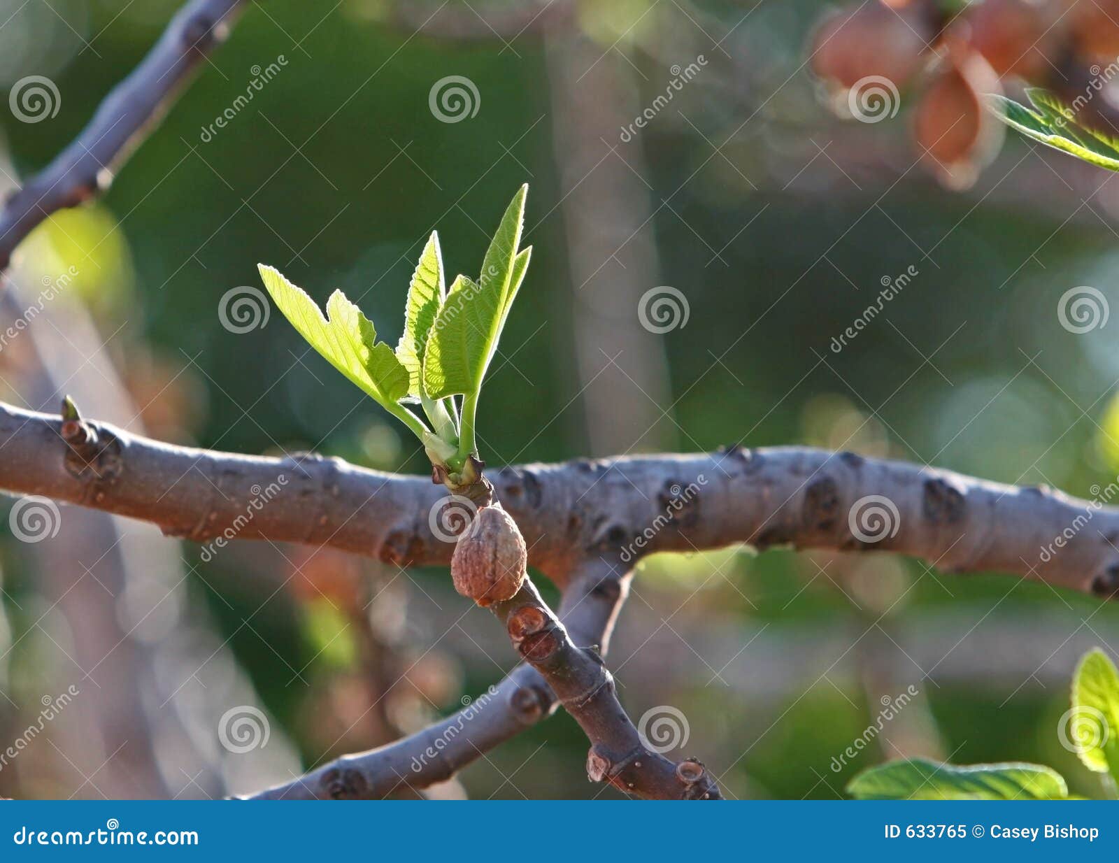 Spring fig tree stock image. Image of breba, wasp, testament - 633765