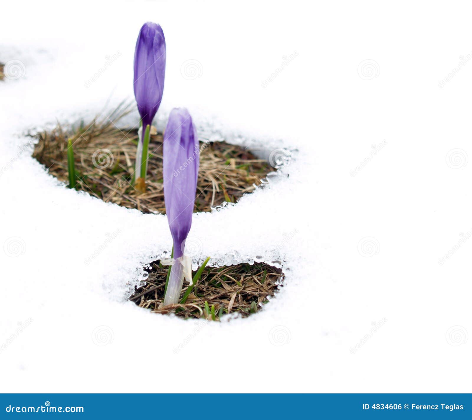 Spring fight stock photo. Image of vegetation, floral - 4834606
