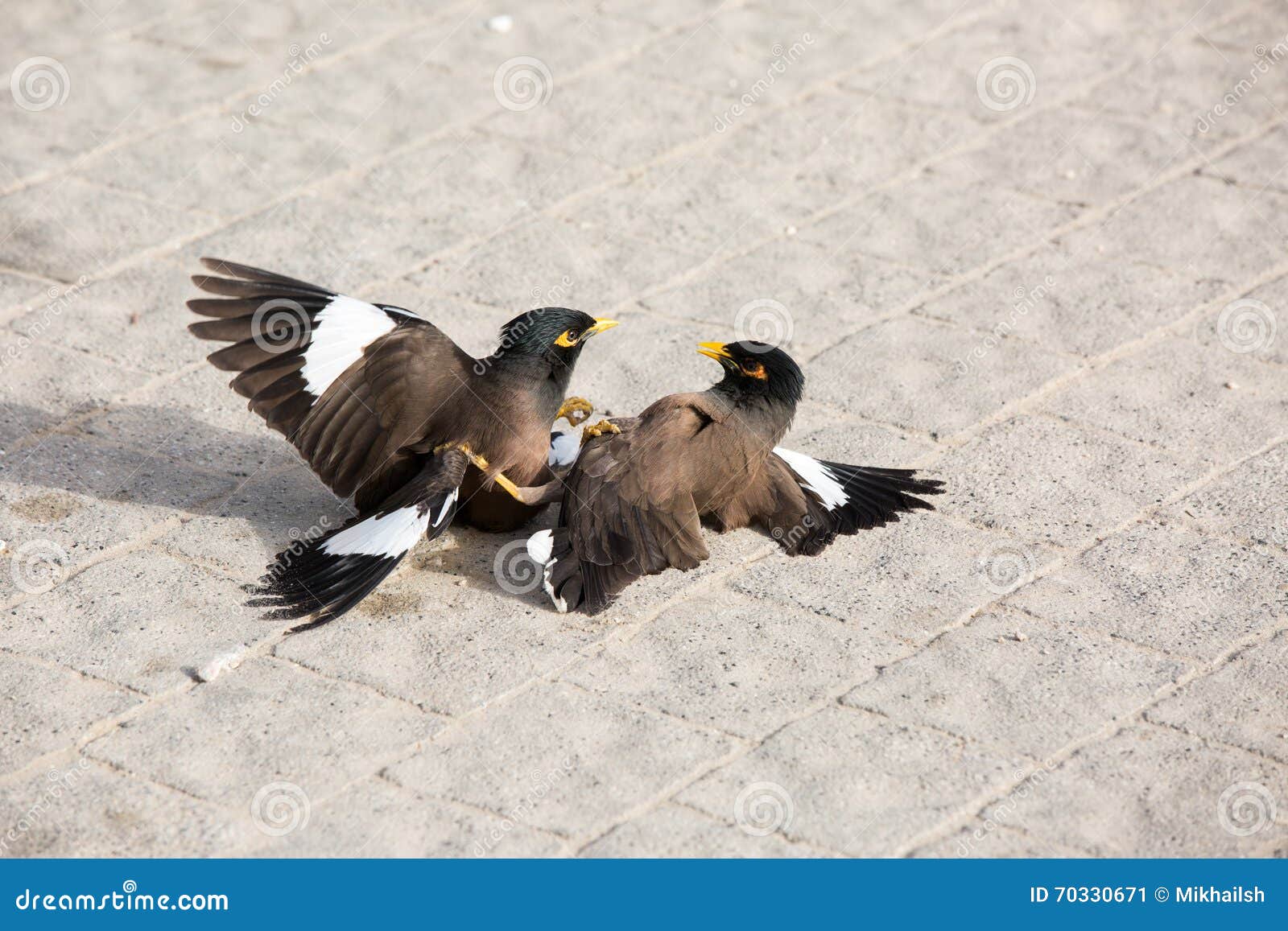 Spring Fight of Two Young Birds Stock Image - Image of nature, mating ...