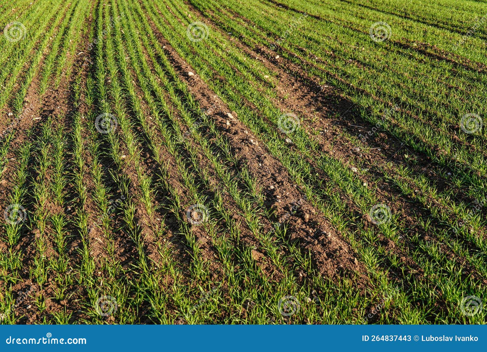 Spring Filed with Wheat Seedlings Forming Regular Lines Stock Image ...