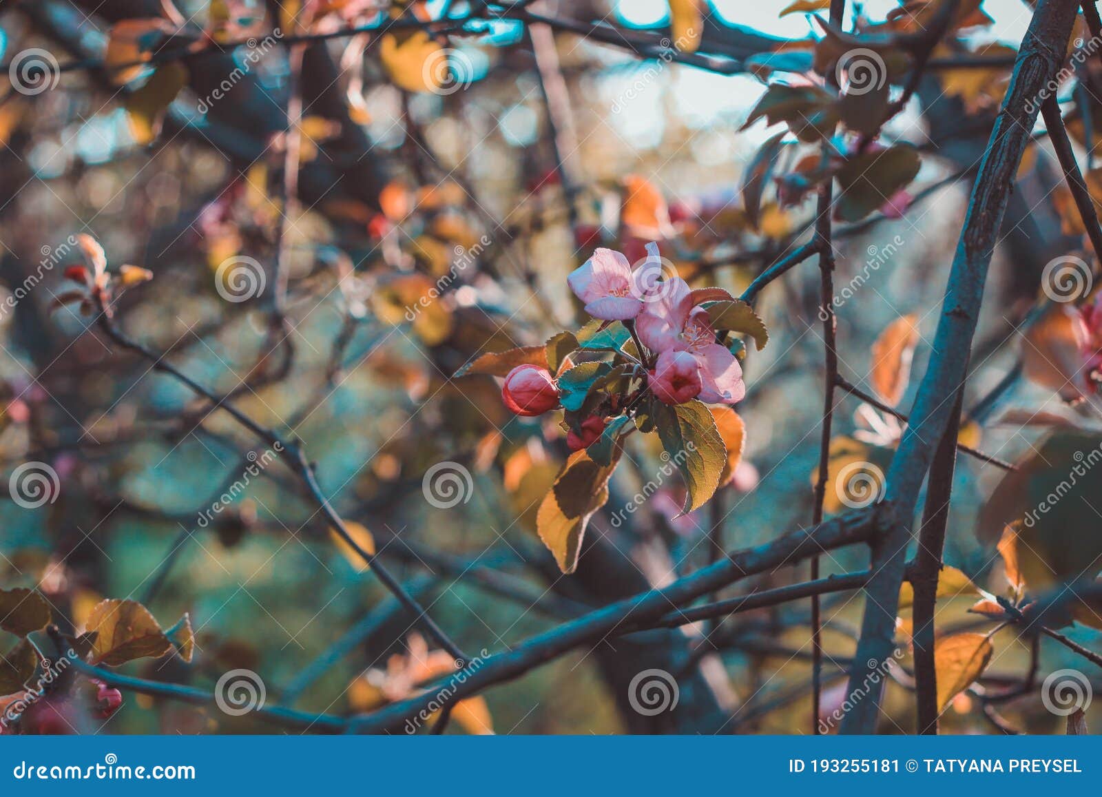 Spring is finally stock image. Image of spring, cherry - 193255181