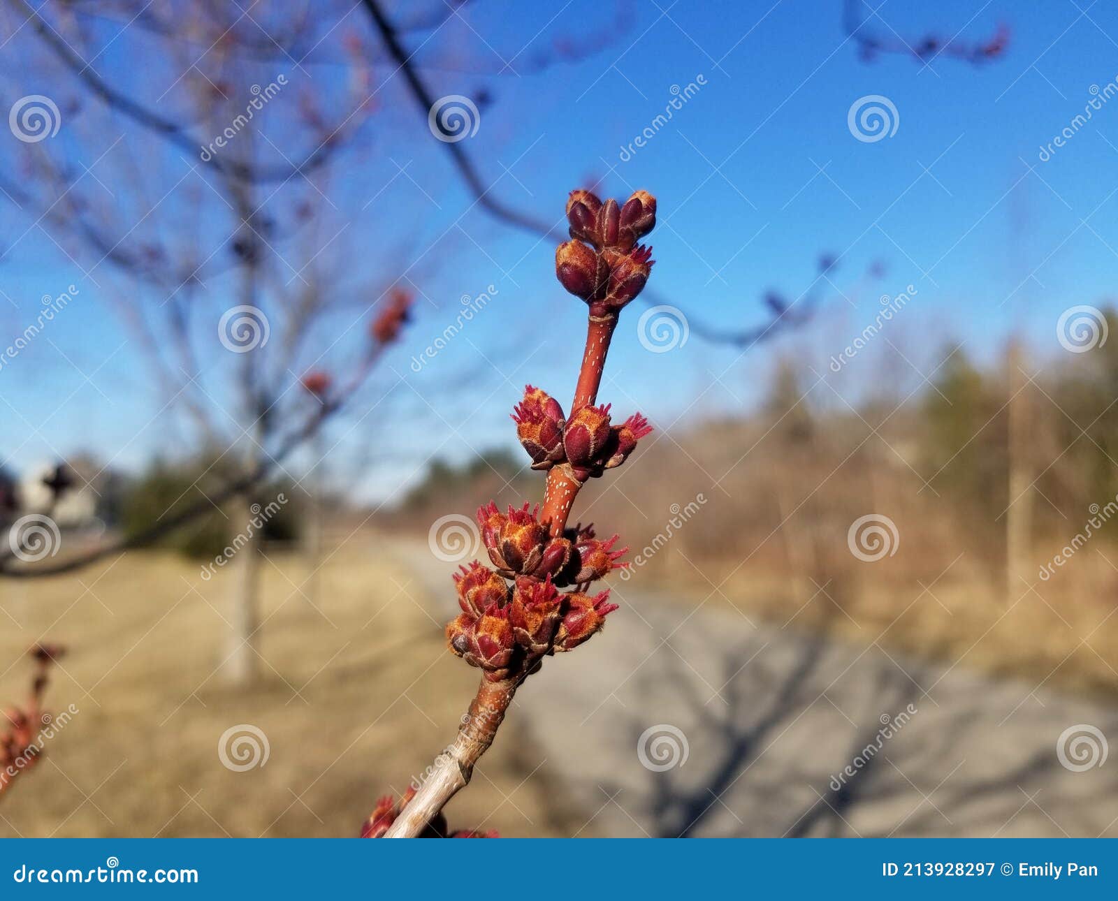 Spring is Finally Here stock image. Image of walking - 213928297