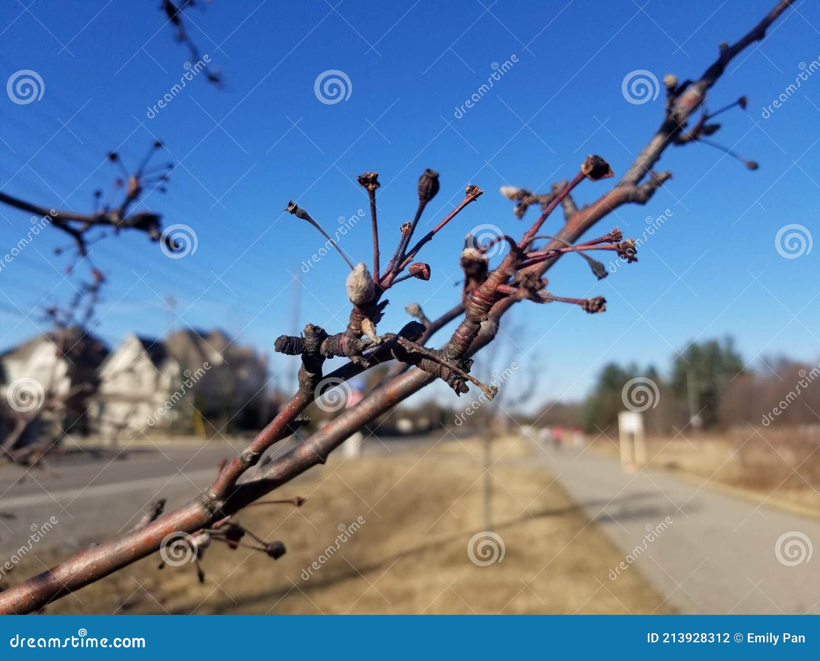 Spring is Finally Here stock photo. Image of finally - 213928312