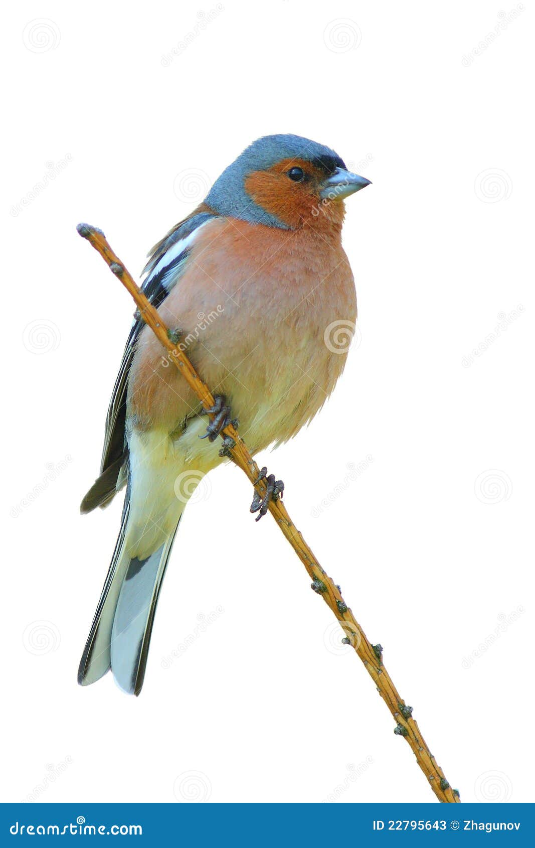 292 Chaffinch Bird Looking Up Stock Photos - Free & Royalty-Free Stock ...