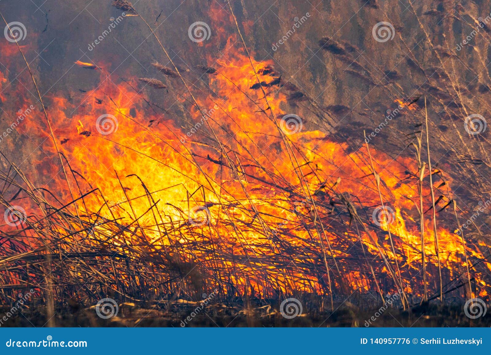 In the Spring, Firefighters are Fighting a Forest Fire. they Try To ...
