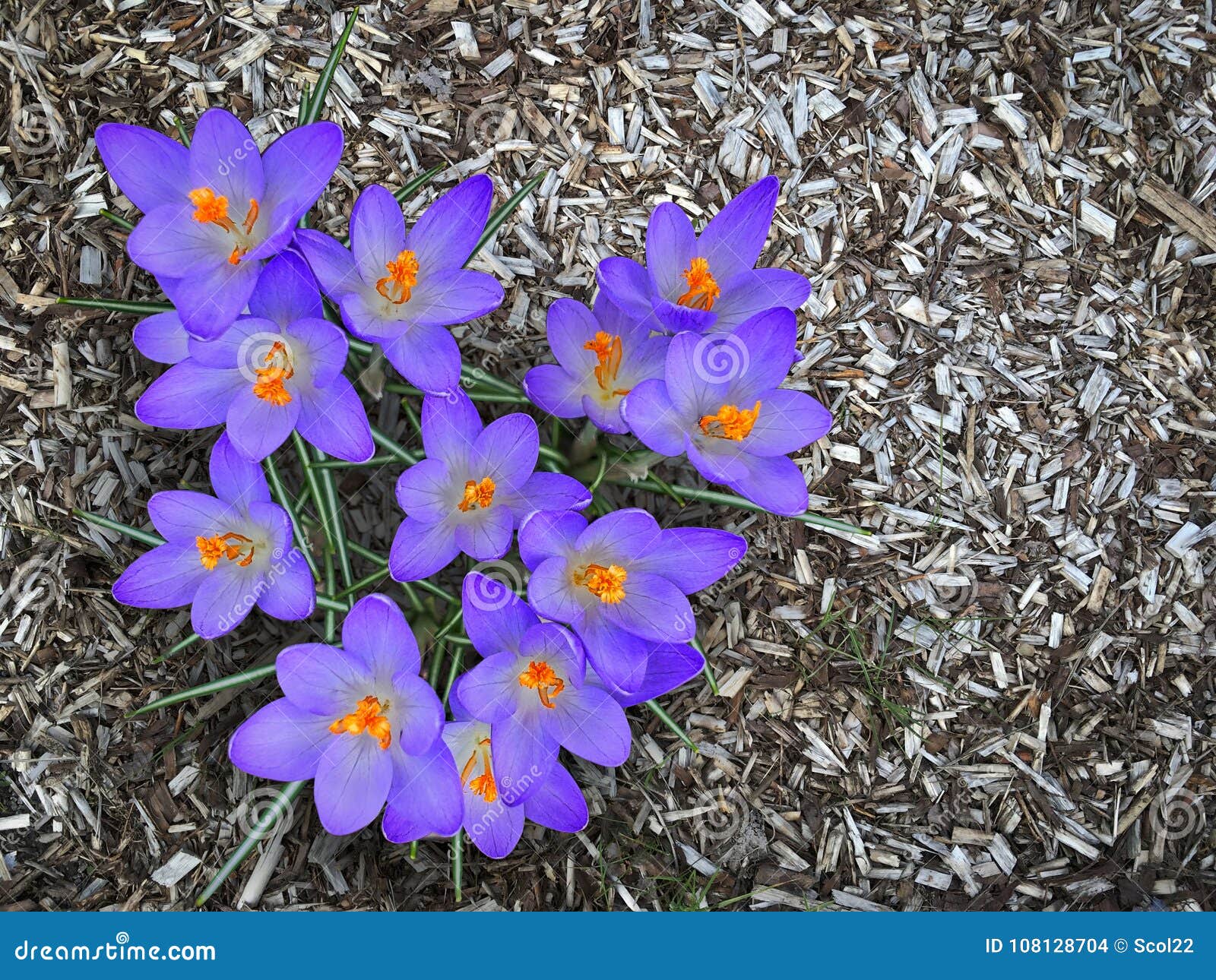 Spring first bloom stock photo. Image of close, bouquet - 108128704