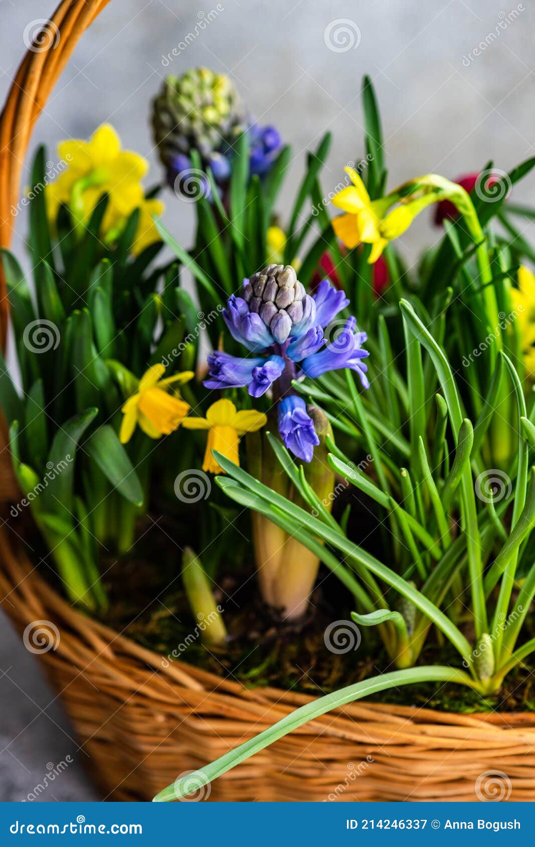 Spring First Flowers in Composition Stock Image - Image of flower, bush ...
