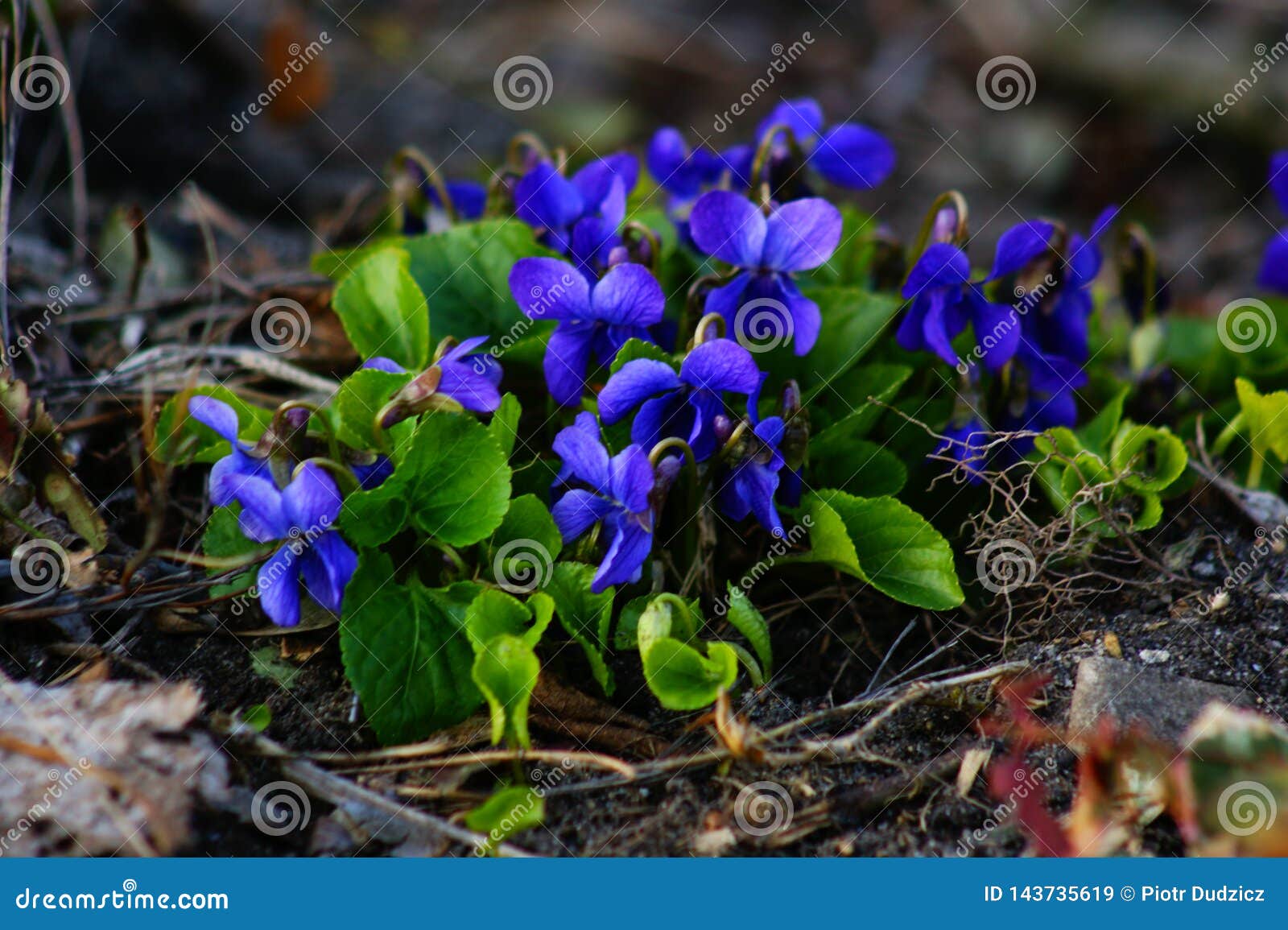 Spring, the First Flowers of Violets,spring Flowering Stock Image ...