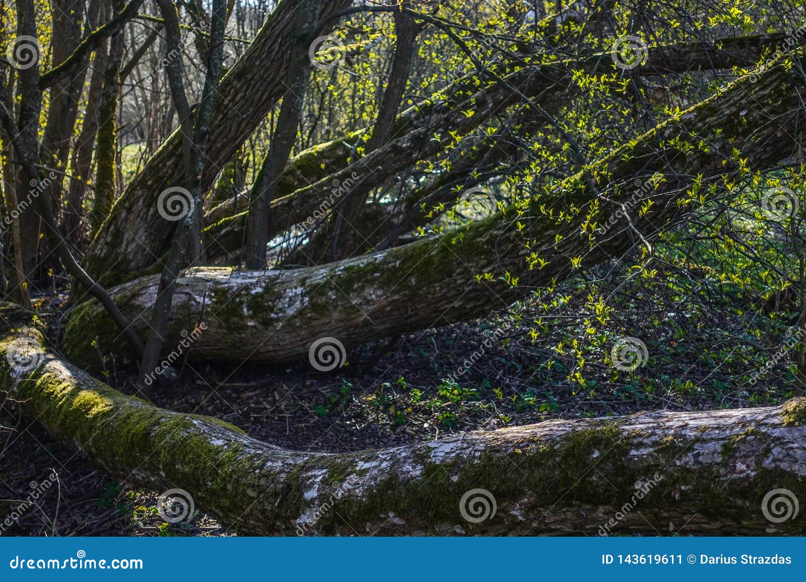 The First Leaves Appear In Spring In May On The Branches Of Trees In ...