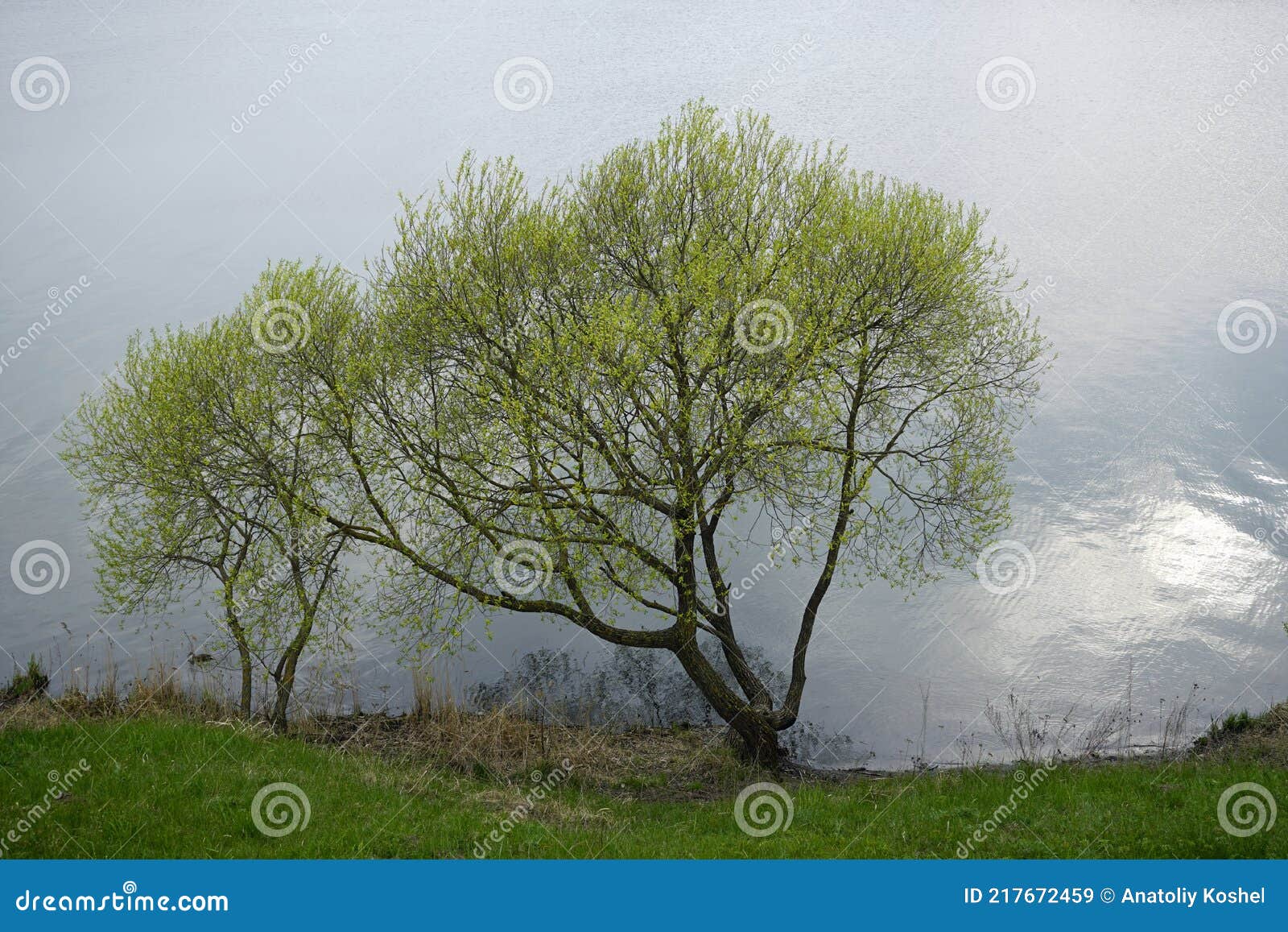 Spring and the First Leaves on the Willows. Trees on a Backgrou Nd of ...