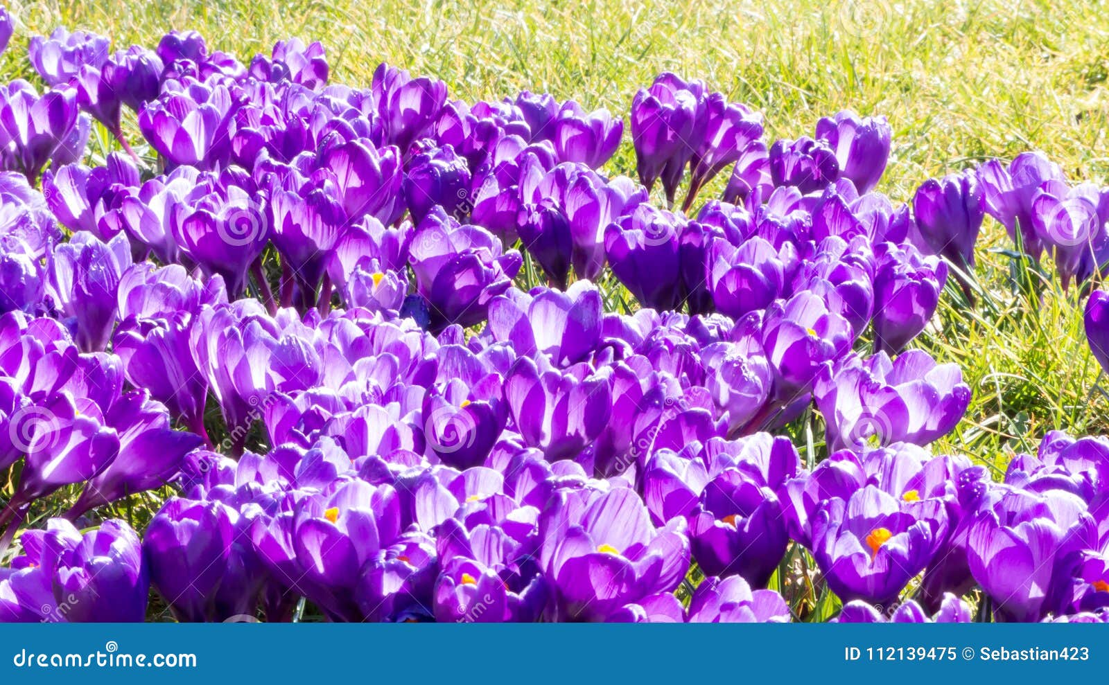 Purple Crocuses Flowers With Pesky Flies Royalty-Free Stock Photography ...