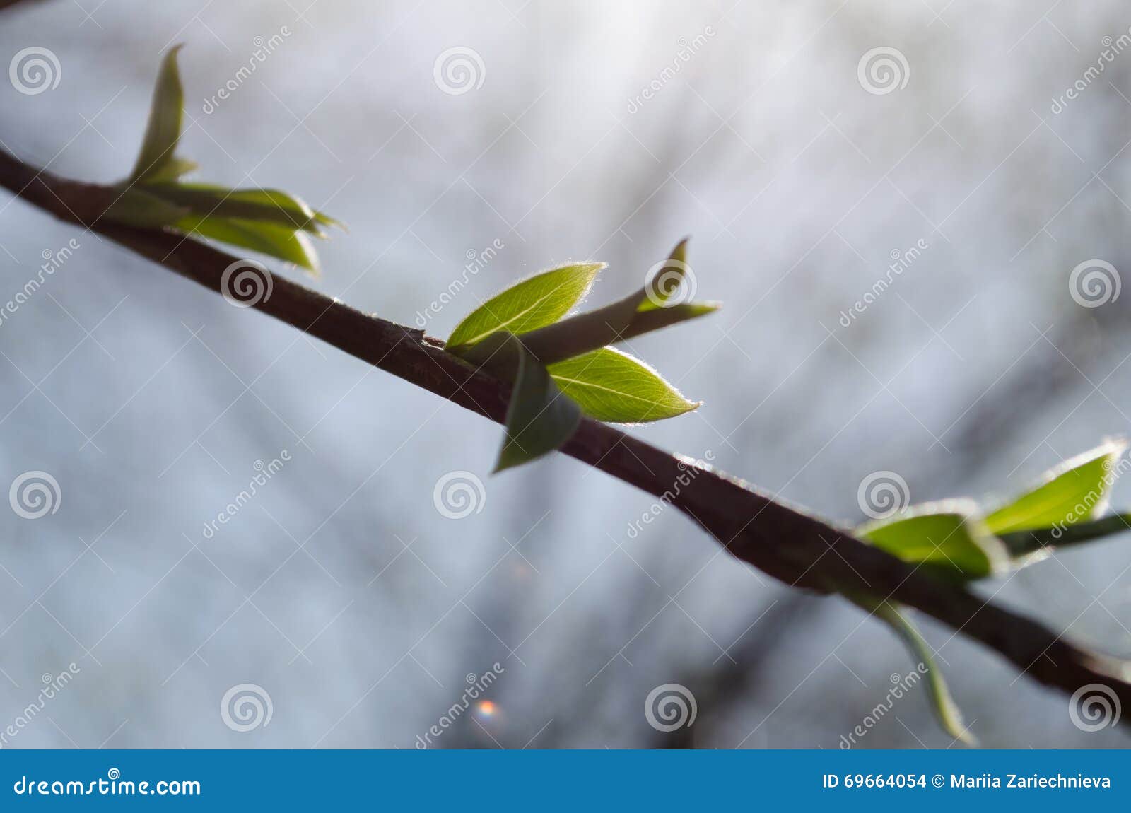 Spring First Small Green Leaves on a Brunch Stock Photo - Image of ...