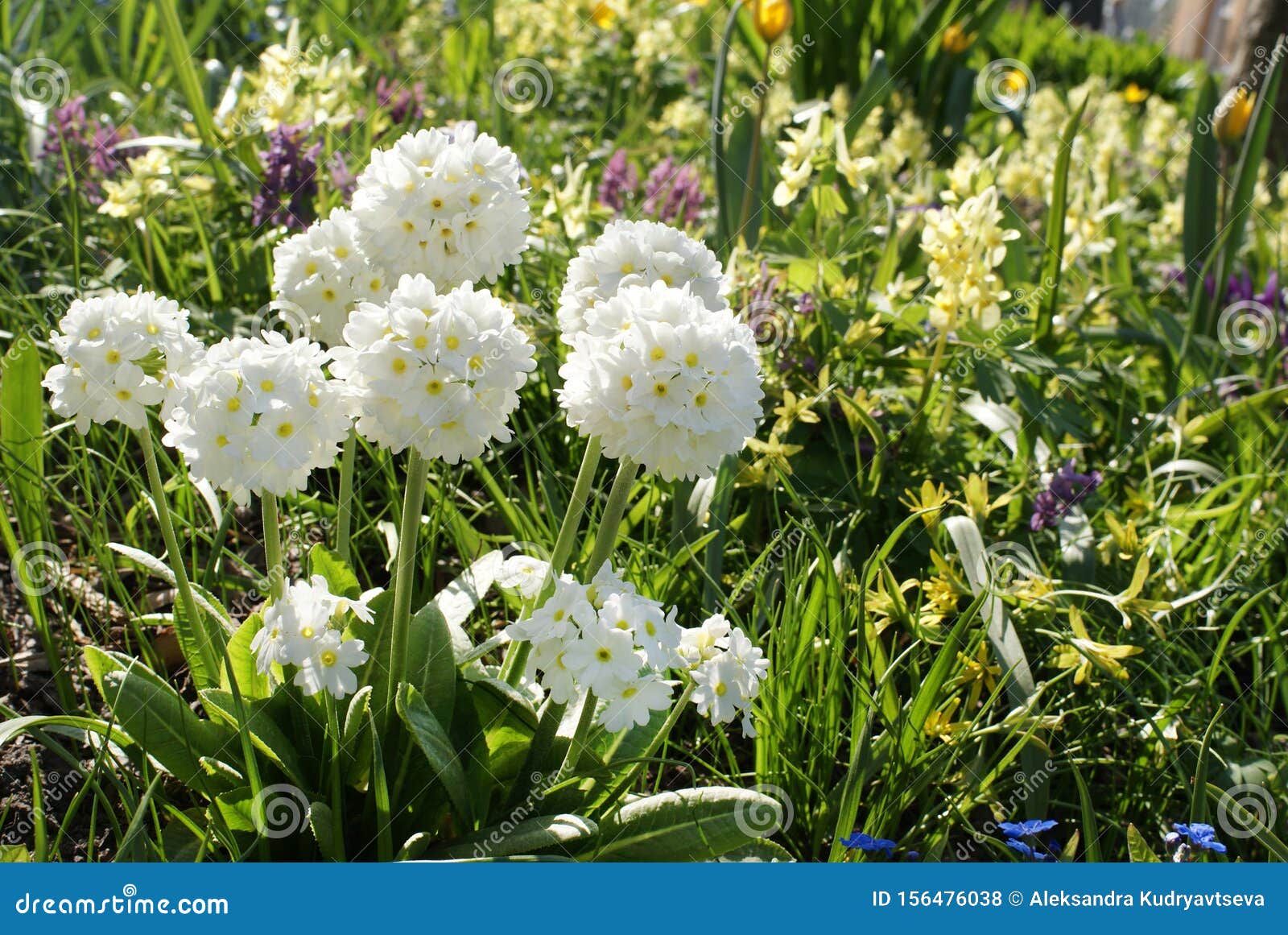 Spring First White Primroses Flower Field Stock Photo - Image of garden ...