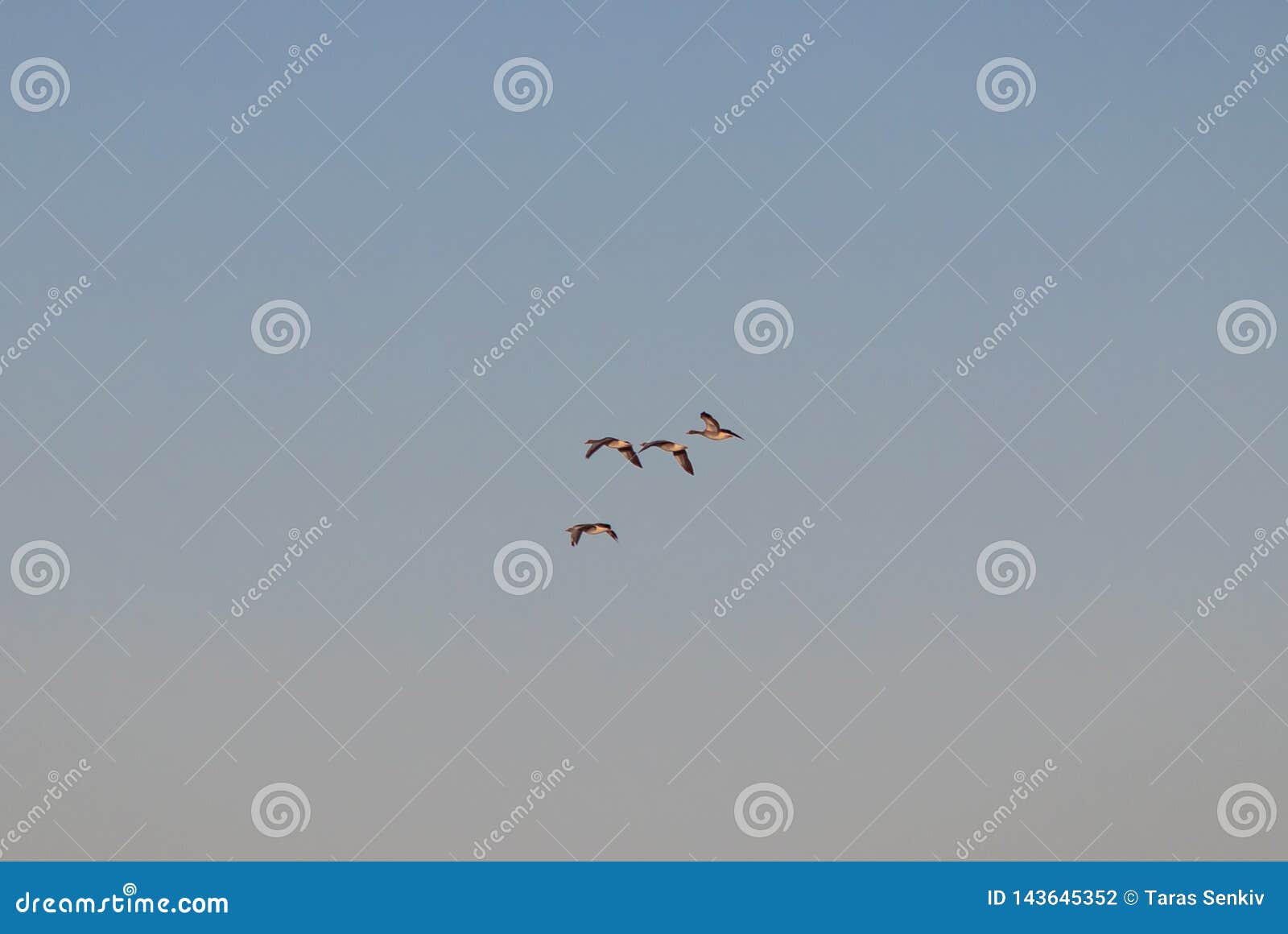 In the Spring, the First Wild Geese Flew, Signs of Spring, Geese in ...