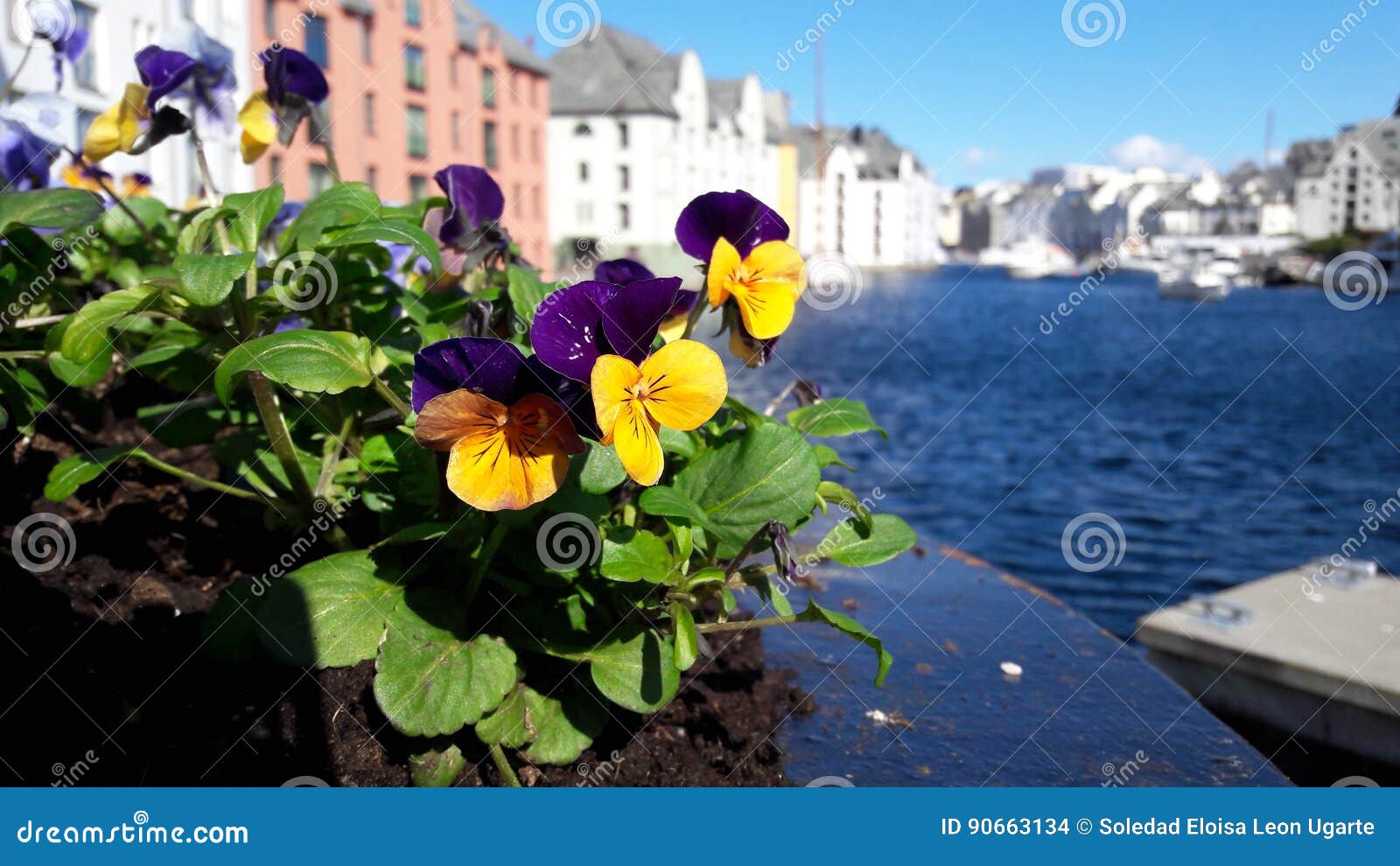 Spring in the fjord stock photo. Image of fjord, beautiful - 90663134