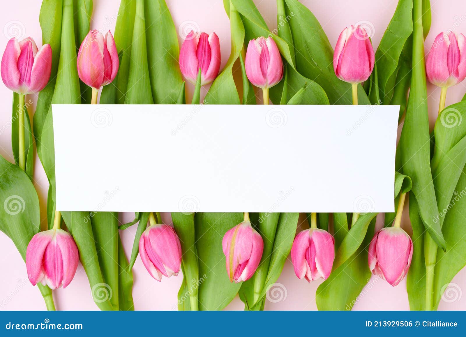 Spring Flat Lay with Paper Sheet and Tulips on Pink Stock Photo - Image ...